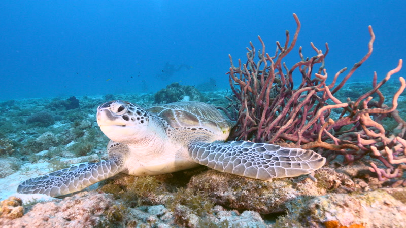Green Sea Turtle by Tilo Kühnast | Royalty Free Stock Footage – Artgrid.io